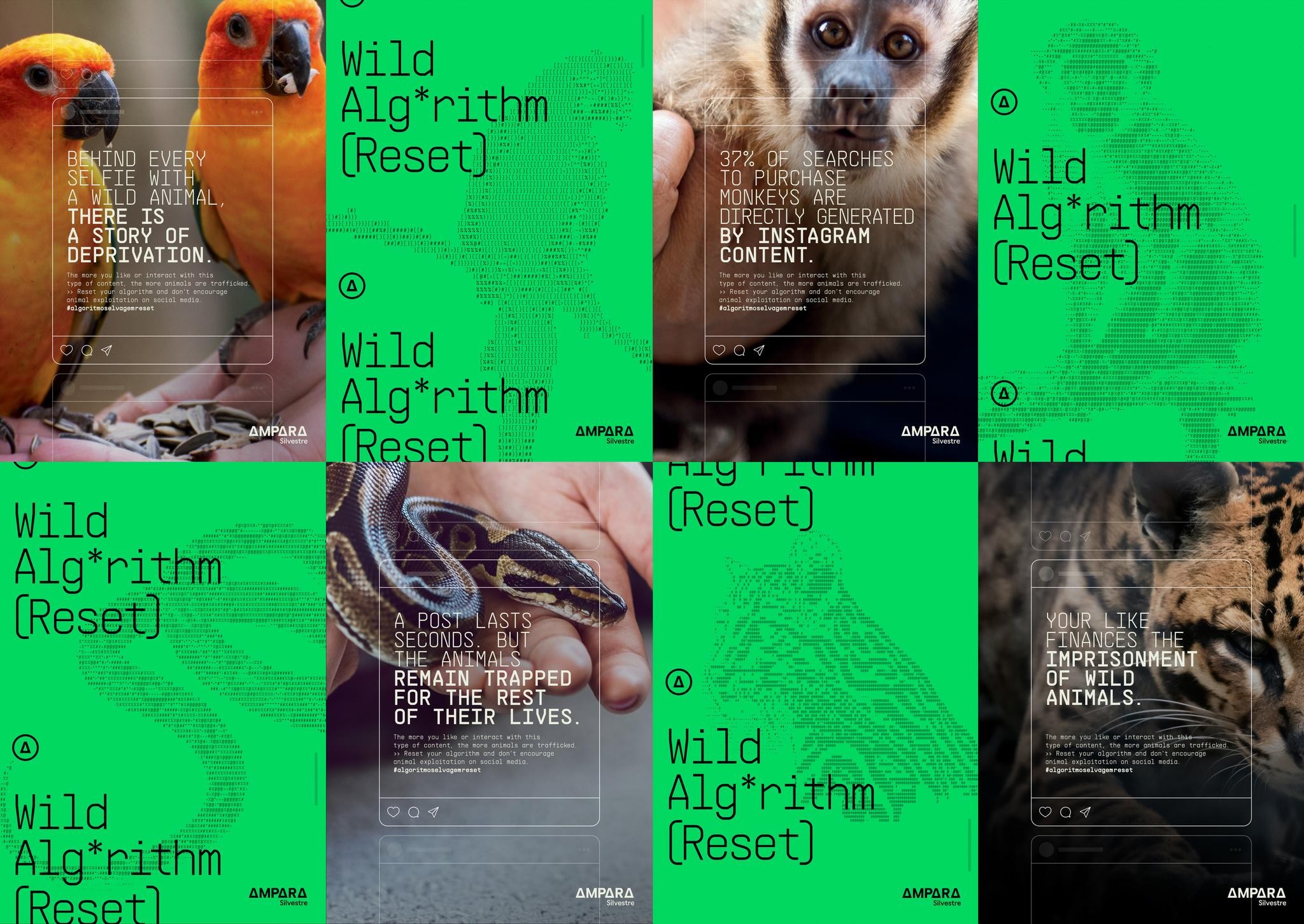 The Wild Algorithm Campaign The Work 