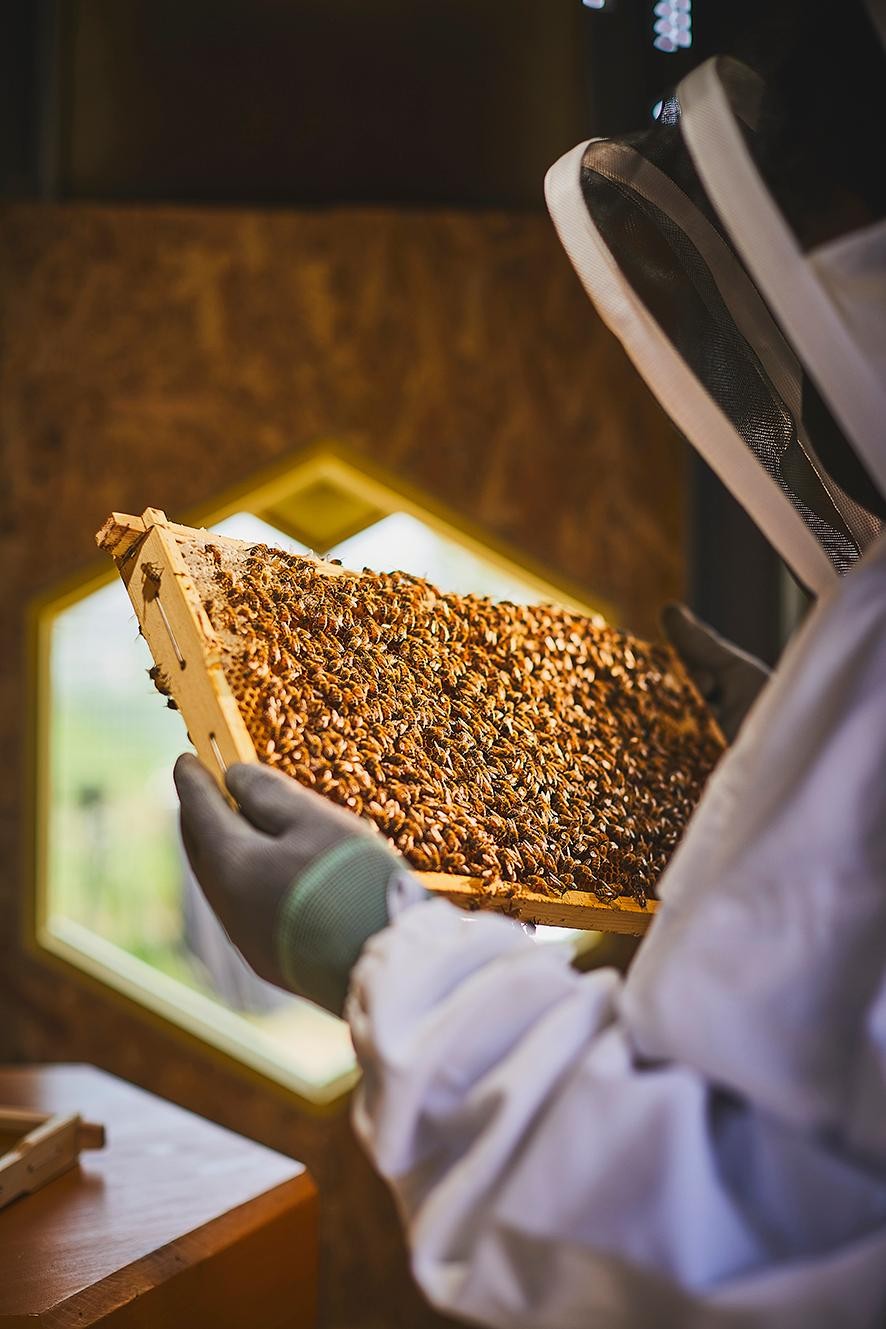 SOLAR BEEHIVE | Entry | THE WORK