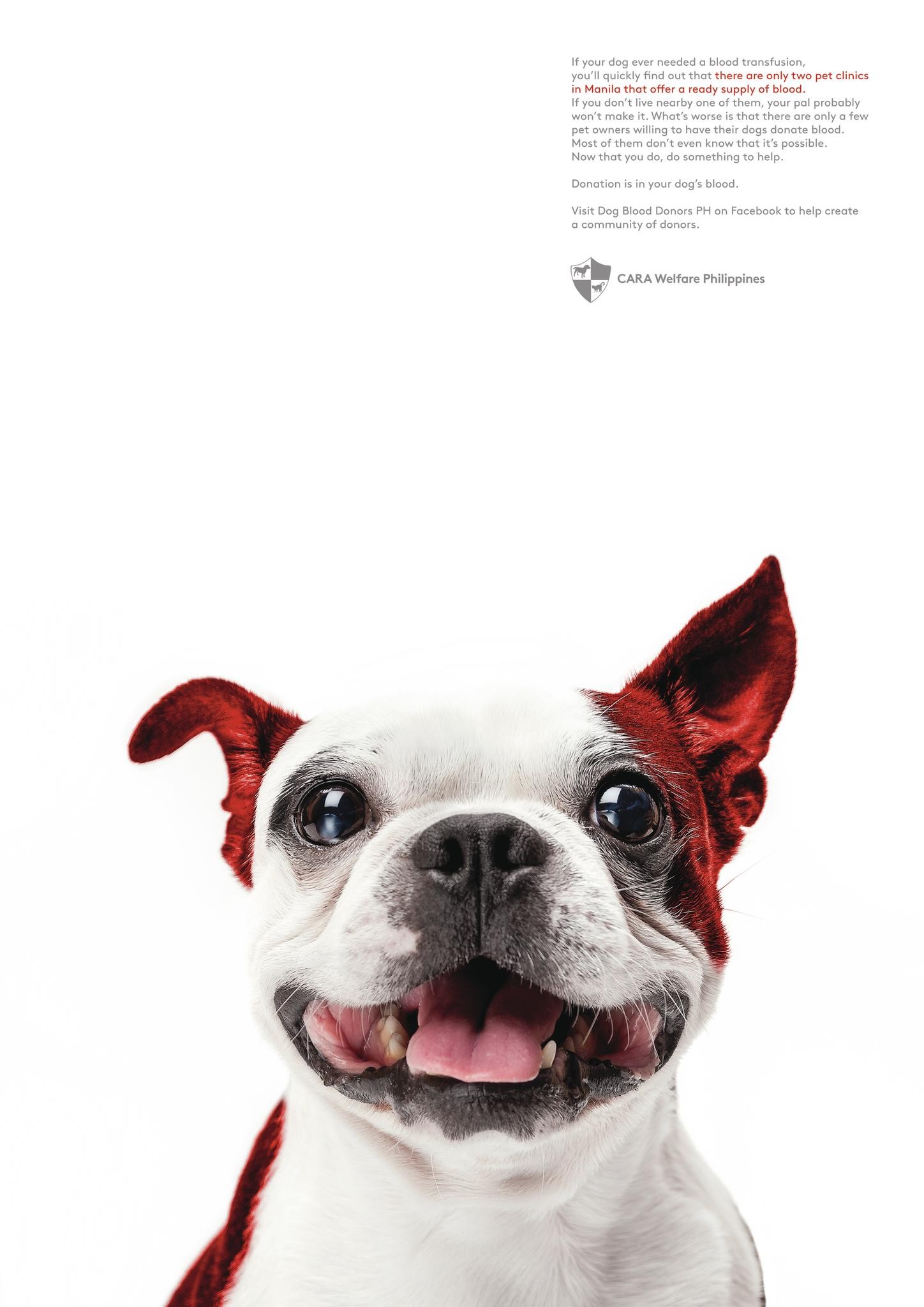 Red Dogs | Campaign | THE WORK