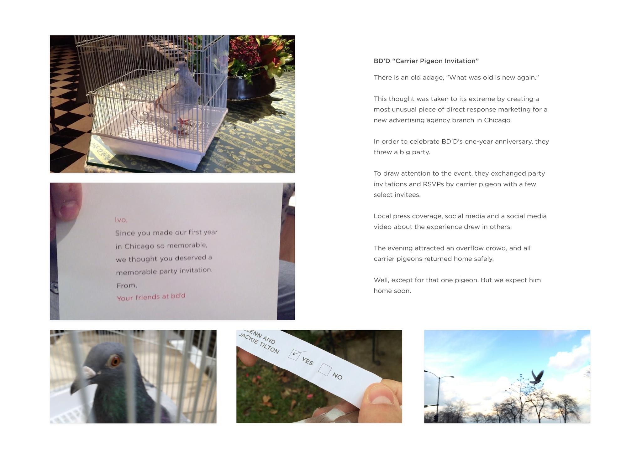 BD'D Pigeon Invitation | Campaign | THE WORK