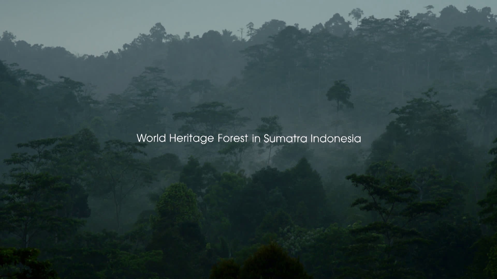 PROJECT FOR FOREST CONSERVATION IN SUMATRA | Campaign | THE WORK
