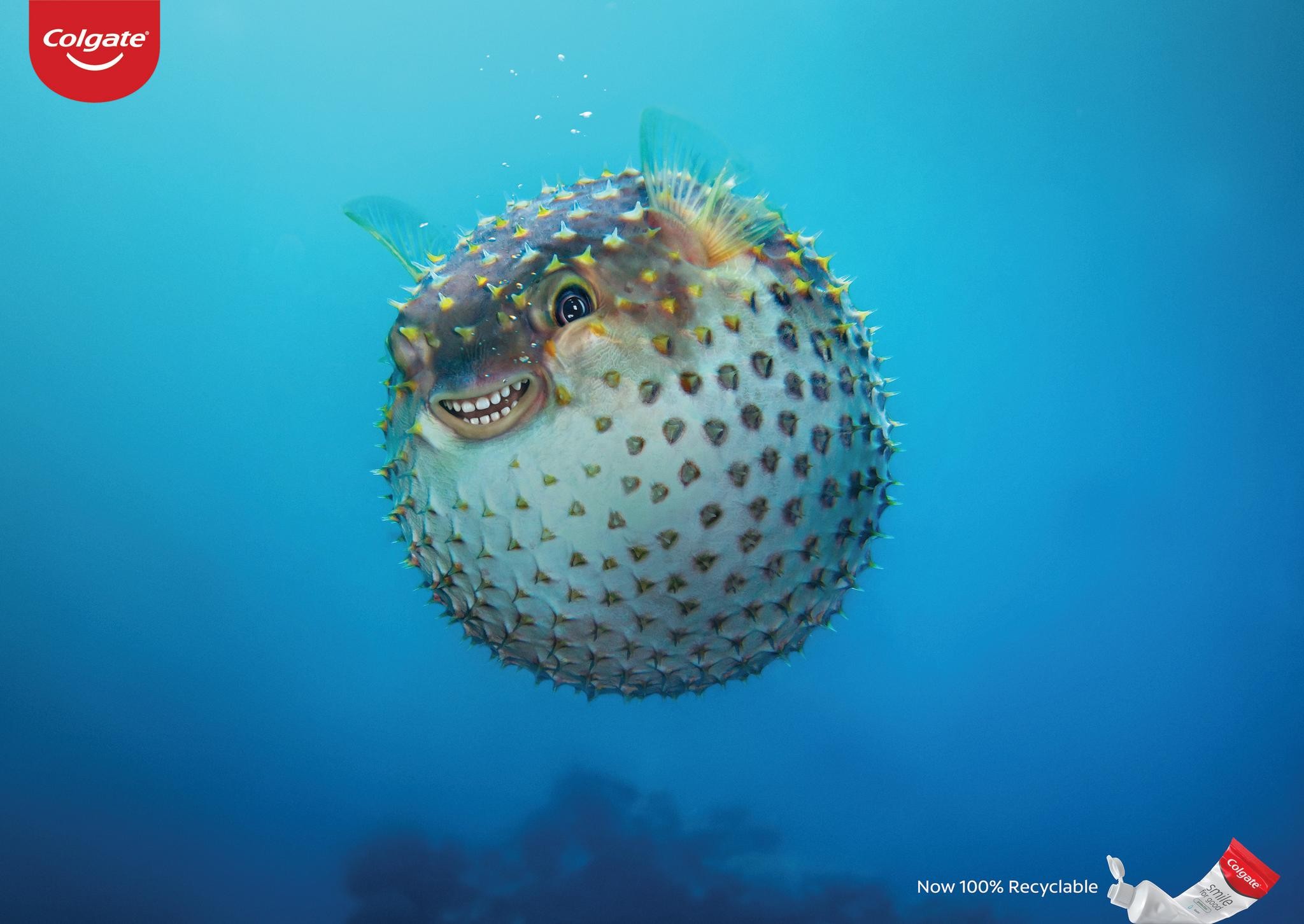 Smiling Puffer Fish Aquarium Of Niagara On X: "Balloonfish Are Known