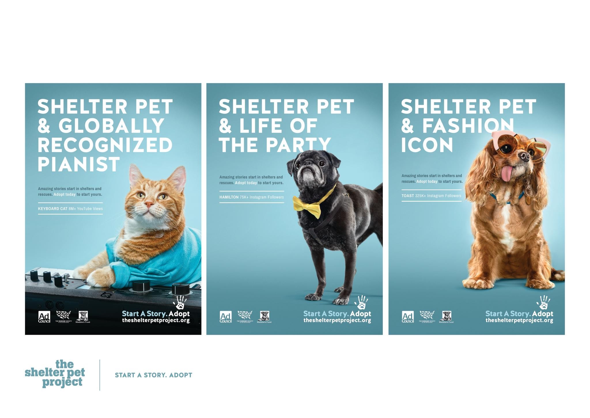 Shelter Pet Project Logo How Joining In The Seventh Annual Celebrate