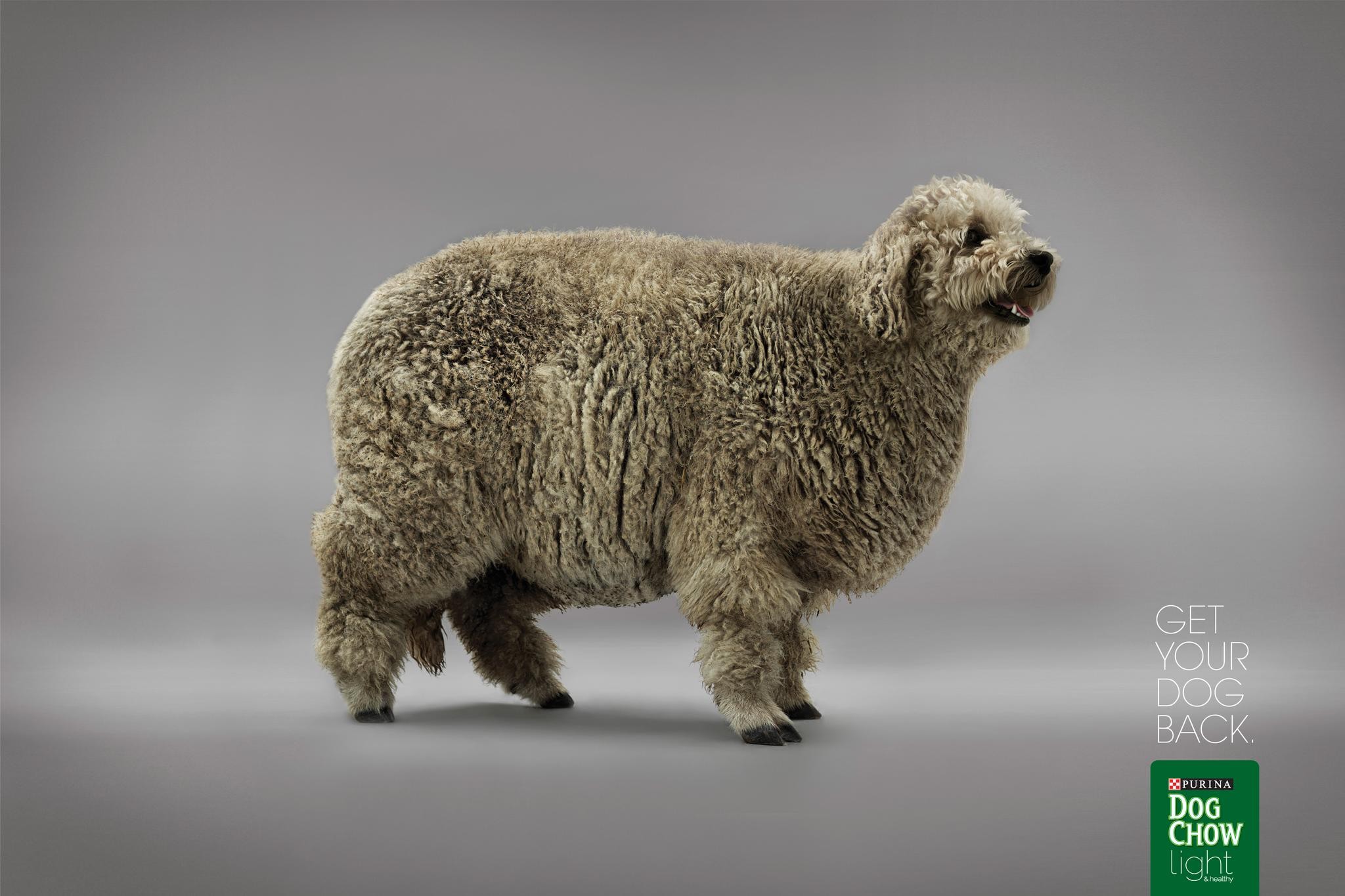 PET FOOD | Campaign | THE WORK