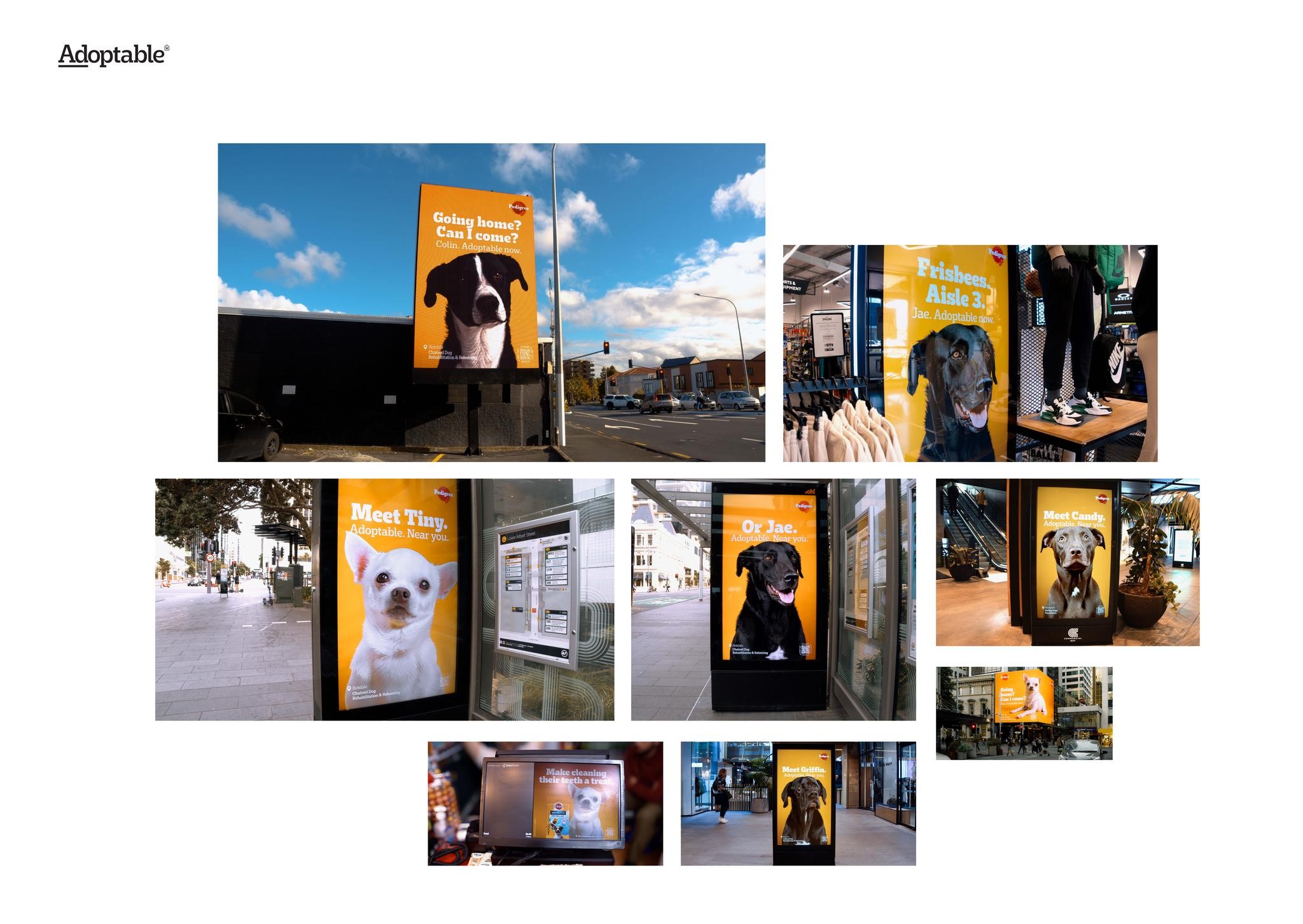 ADOPTABLE. BY PEDIGREE | Entry | THE WORK