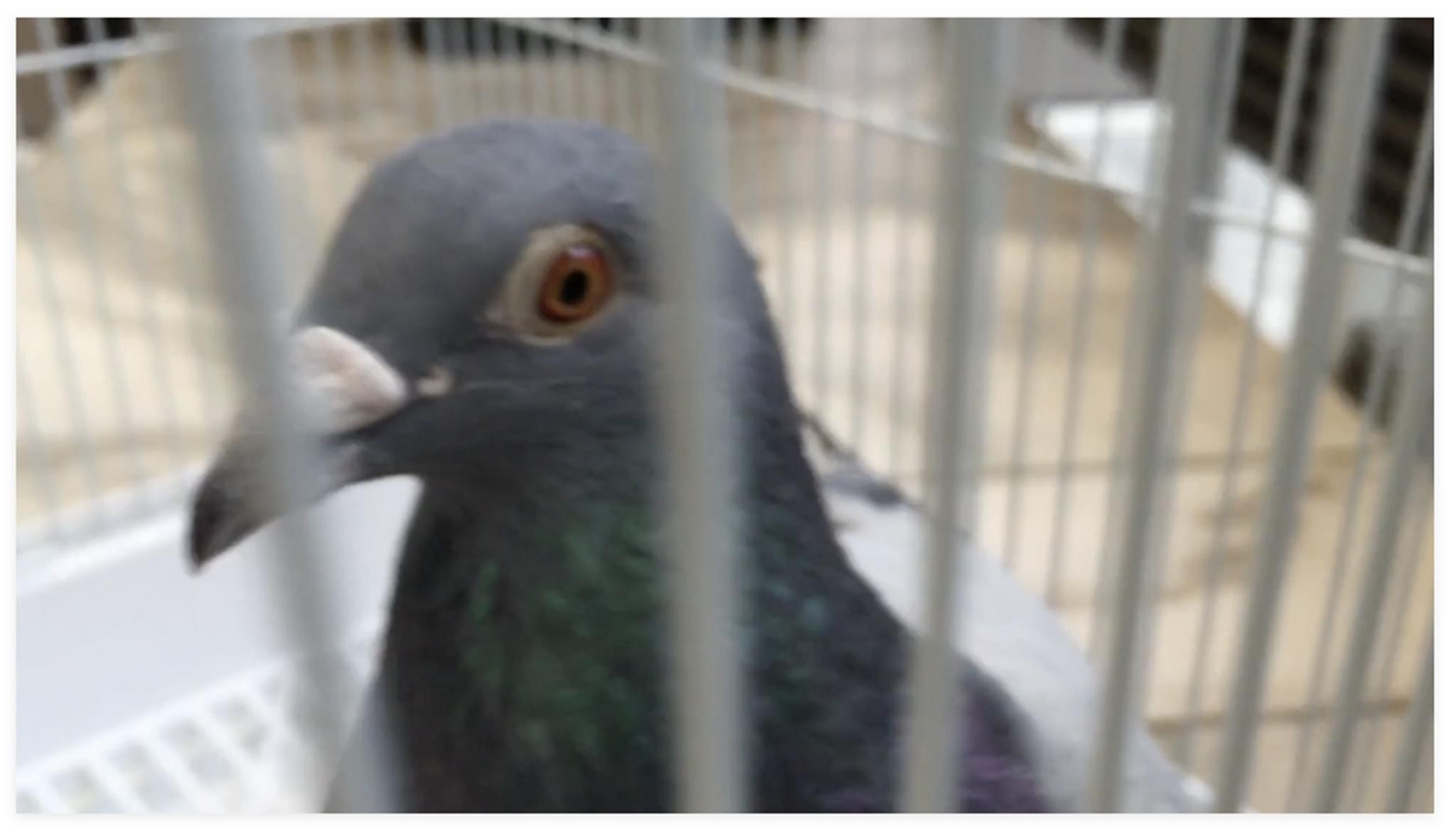 BD'D Pigeon Invitation | Campaign | THE WORK