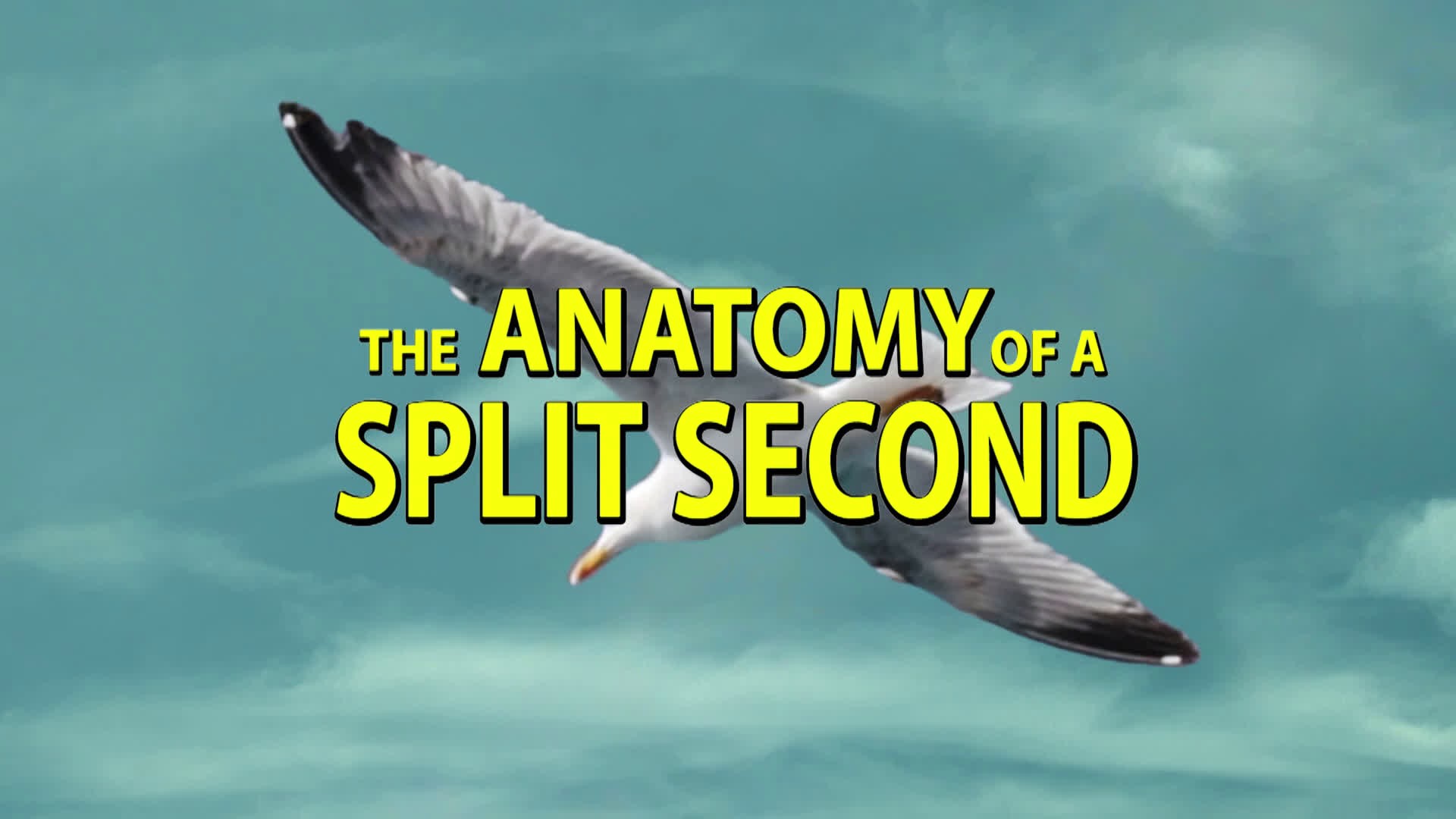 Anatomy of a Split Second | Campaign