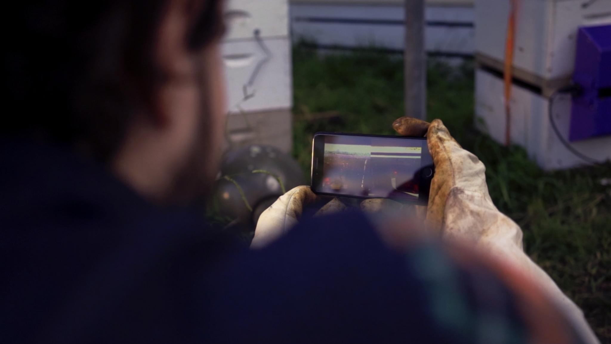 The Purple Hive Project | Campaign | THE WORK