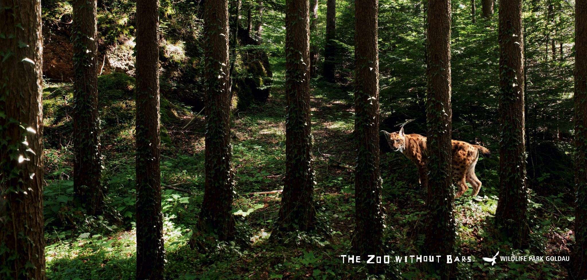 ZOO | Campaign | THE WORK