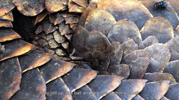 Angry Pango | Campaign | THE WORK