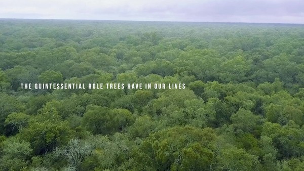 Saving trees | Campaign | THE WORK